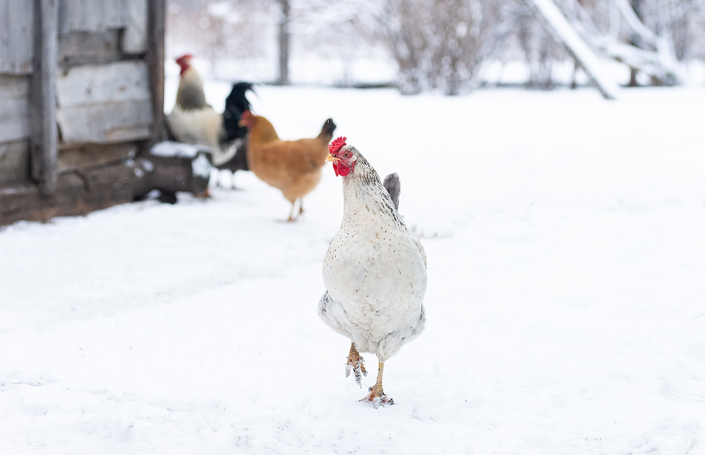 What You Need to Know About Avian Influenza Virus | Health + Wellness ...